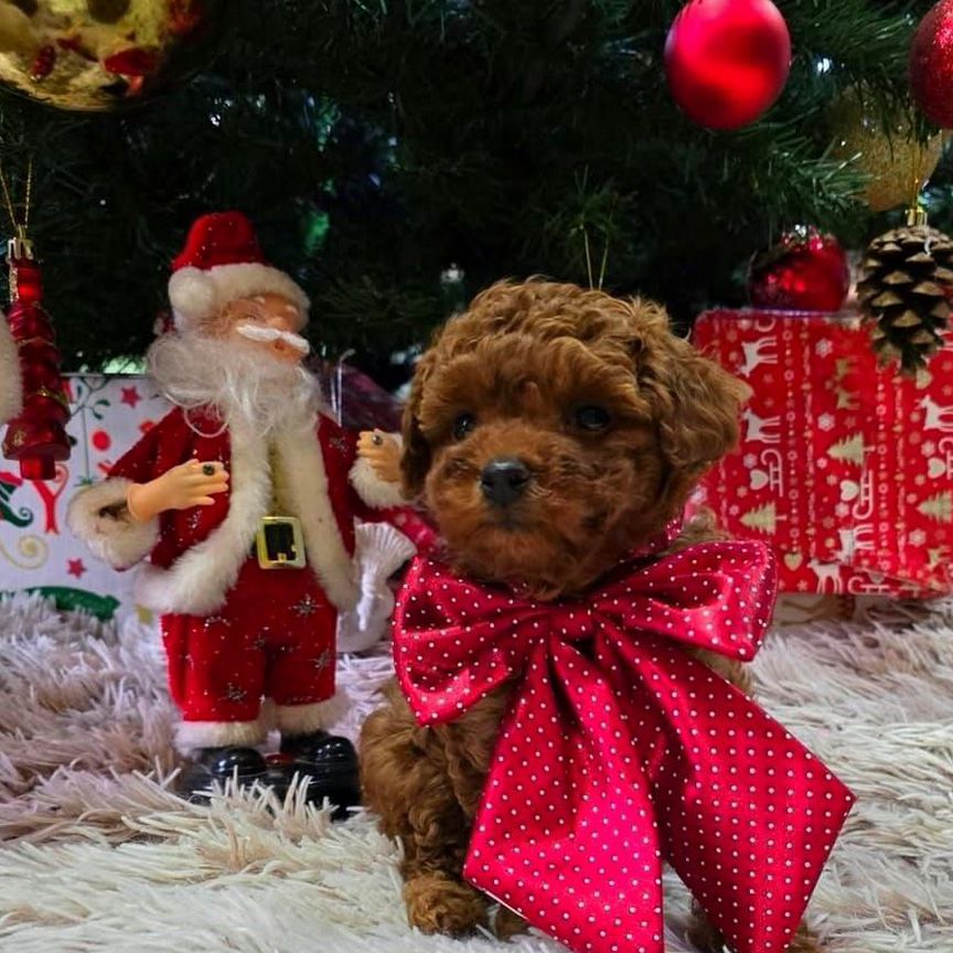 Мальтипу, щенок