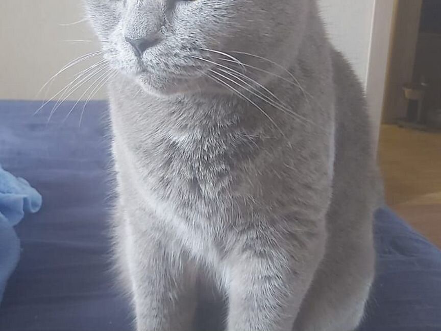 Британская