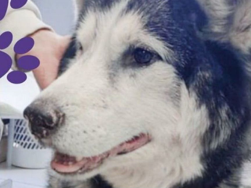 Собака хаски в семью