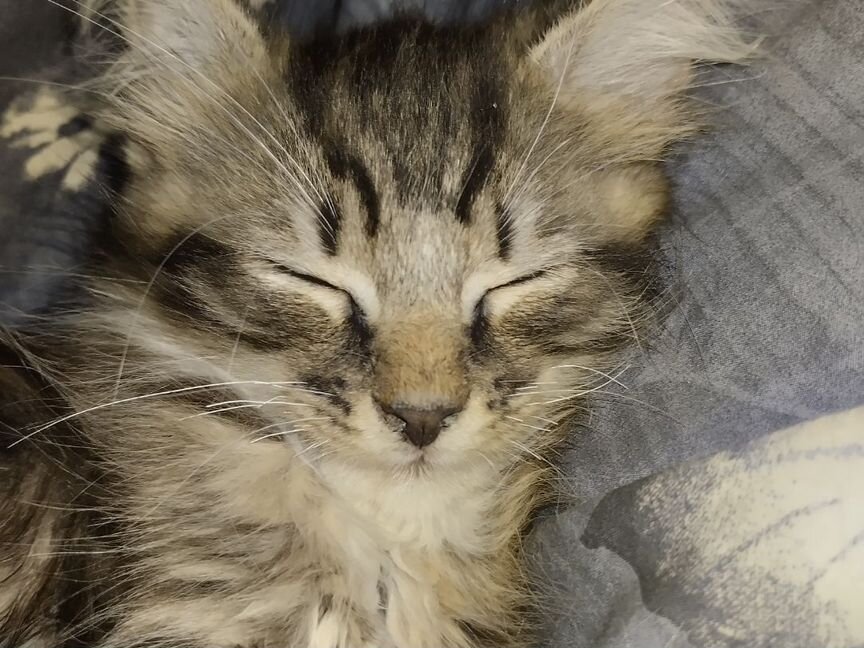 Отдам котенка