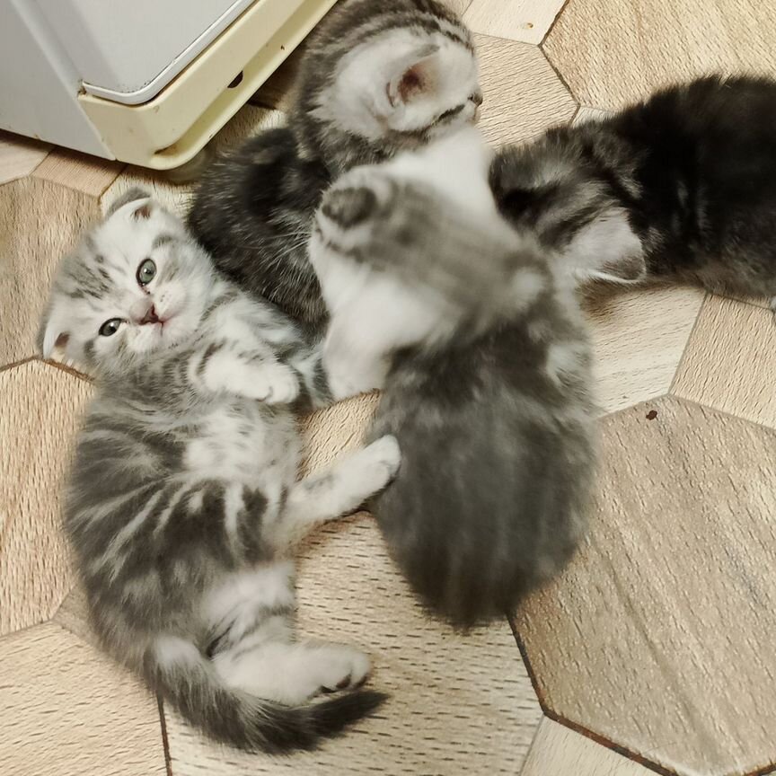 Шотландский вислоухий короткошёрстный котёнок