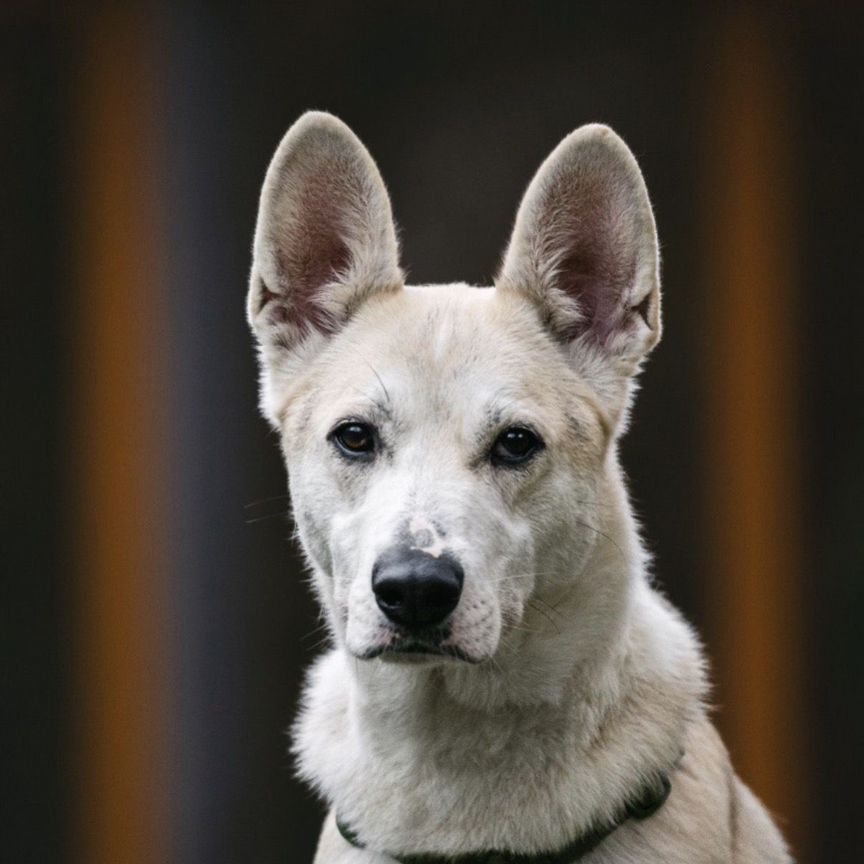 Взрослый пёс в добрые руки