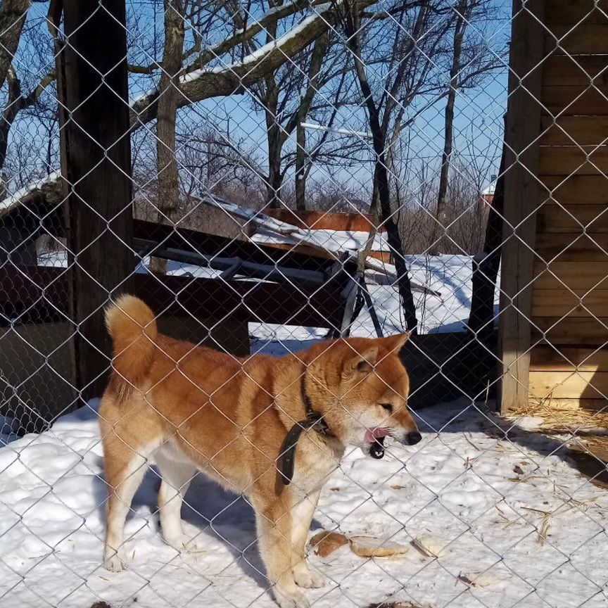 Собака акита ину