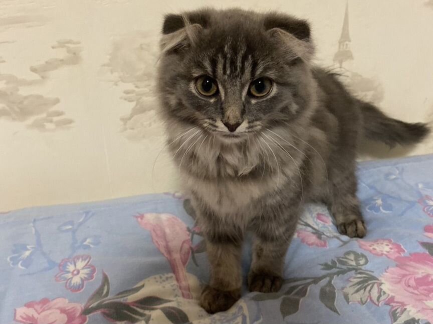 Котенок