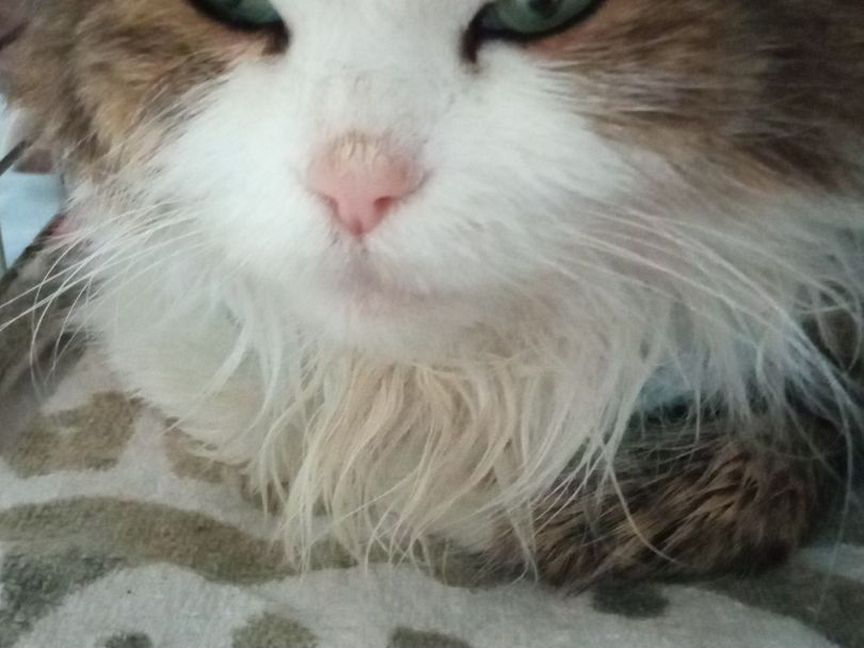 Кошечка в семью