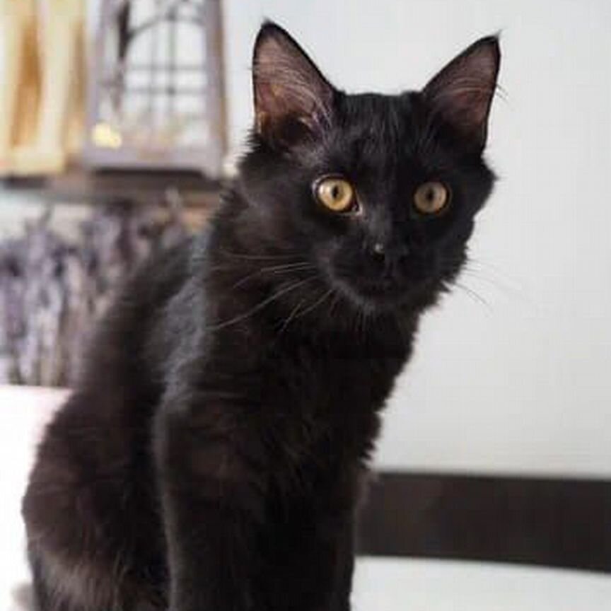 Котенок в добрые руки