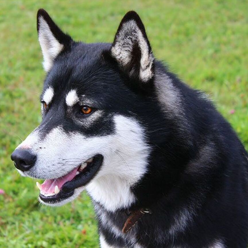 Лайка, взрослая собака