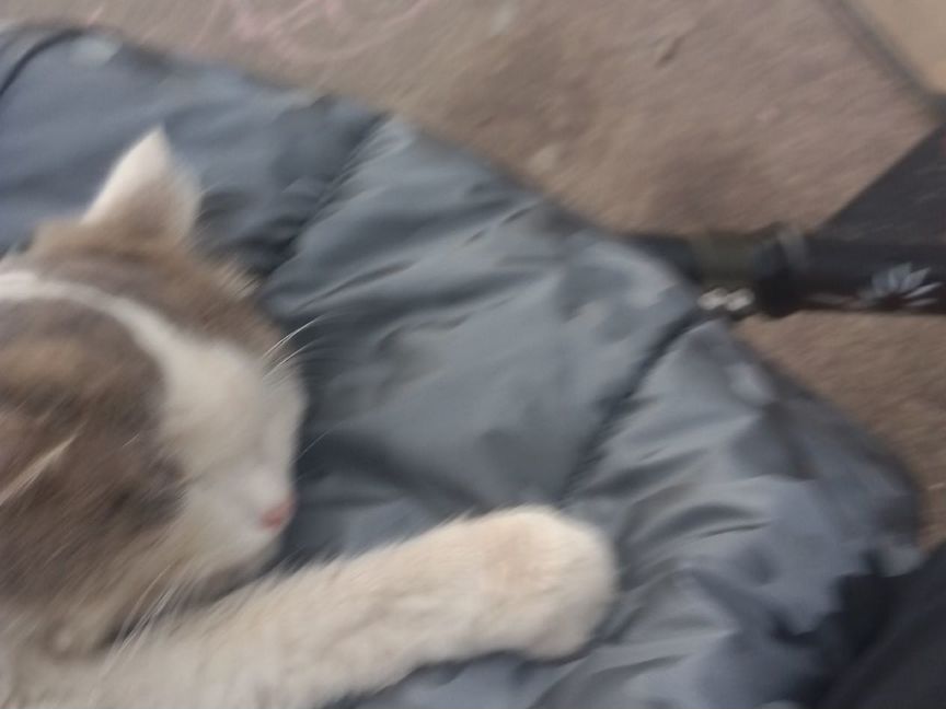 Котик, бездомный, чистый, ласковый, любит людей