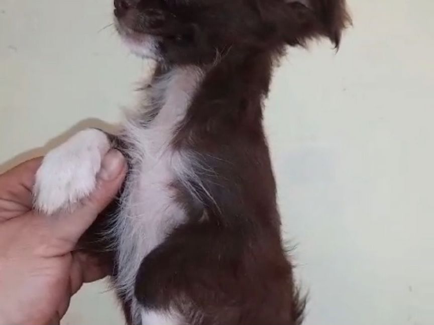 Чудо-красотка Девочка конфетка