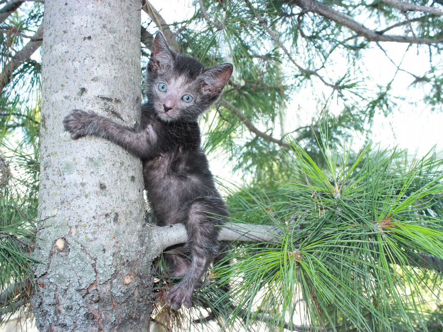 Ликой. Ликои. Котята