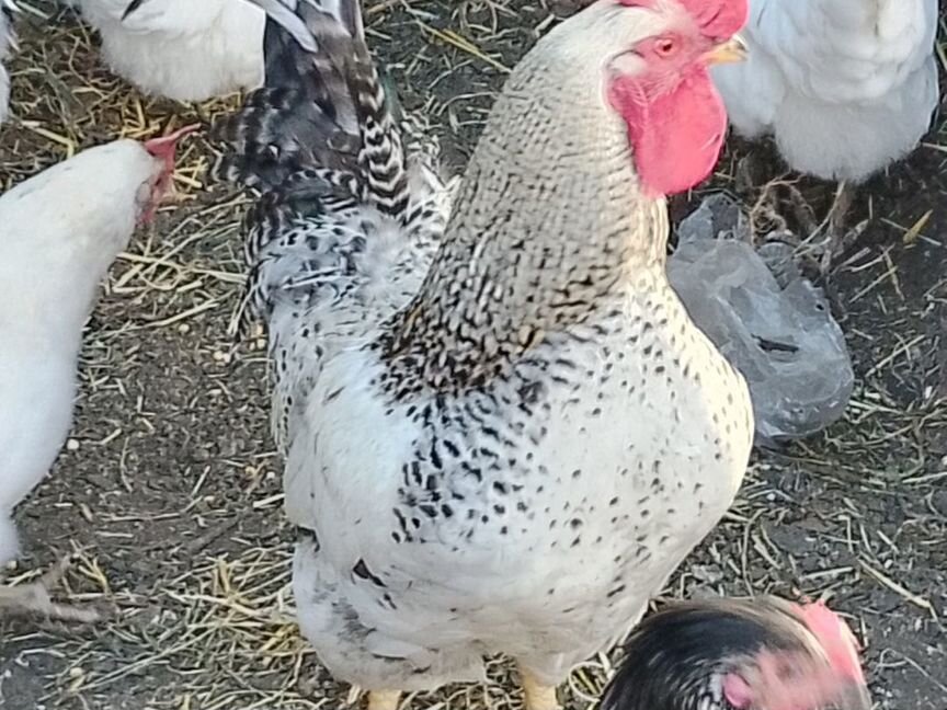 Продам Петю