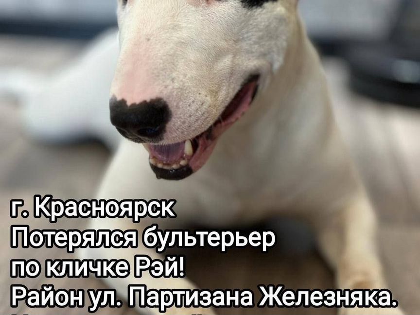 Потерялся бультерьер