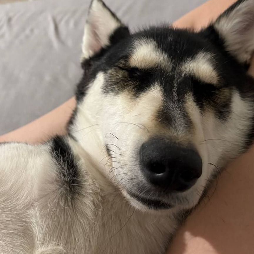 Лайка, щенок