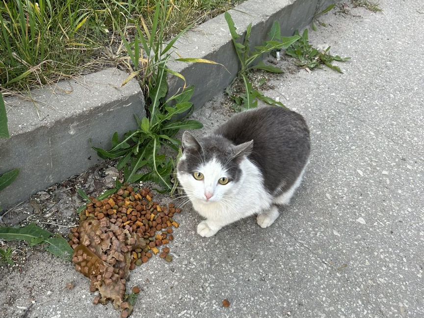 Кошка в добрые руки