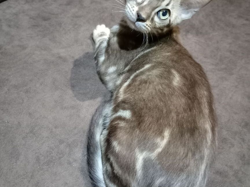 Бенгальские котята угли