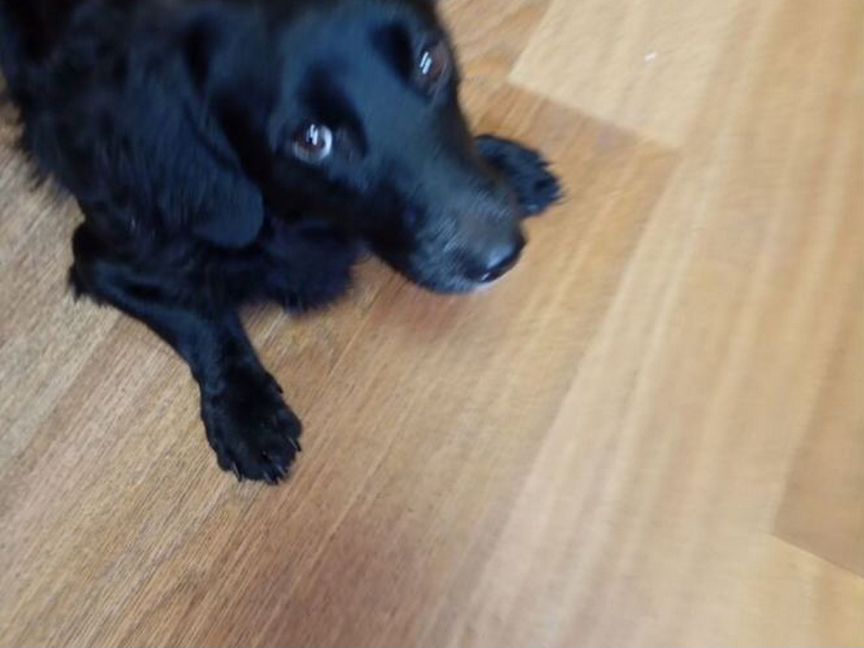 Метис спаниеля