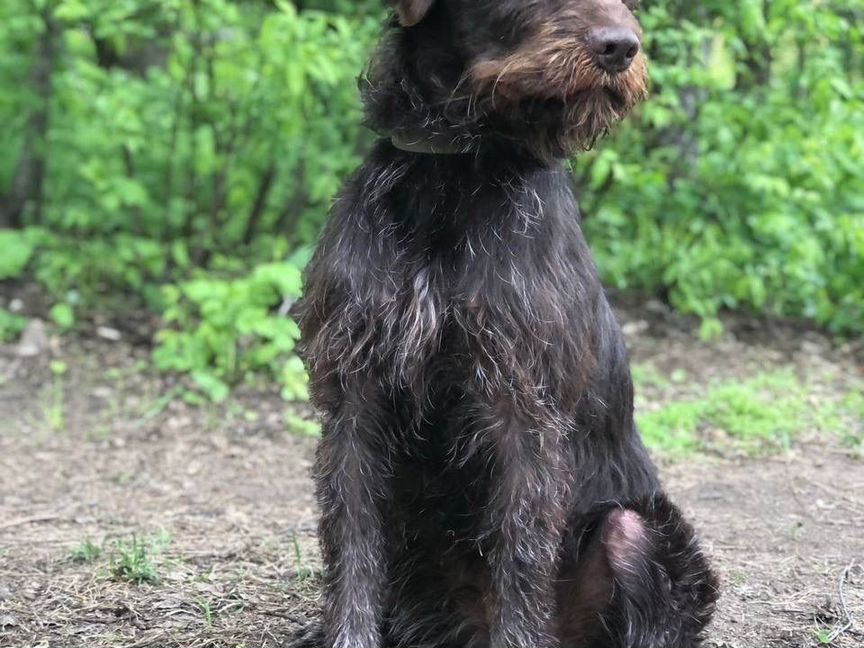 Собака драатхар в самые заботливые руки