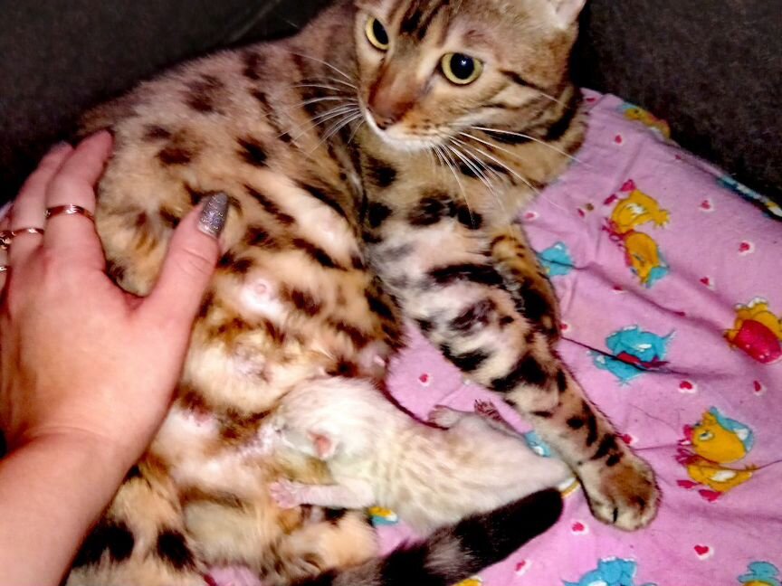 Бенгальская