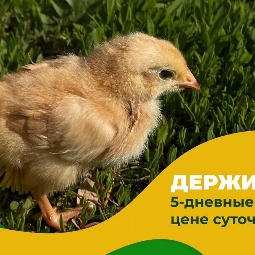 Цыплята Редбро суточные в наличие и под заказ