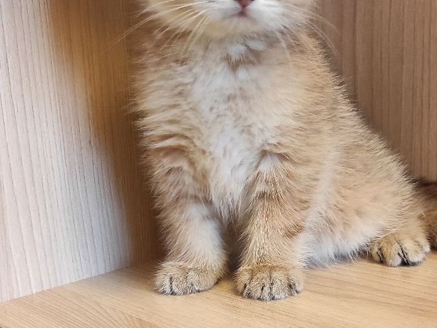Шотландские вислоухие котята