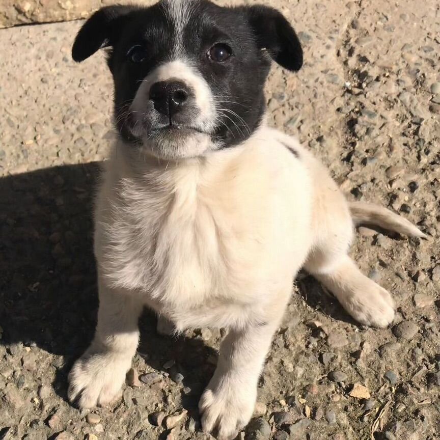 Красивый черно-белый щенок в дар