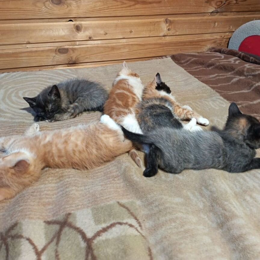 Отдам бесплатно котят