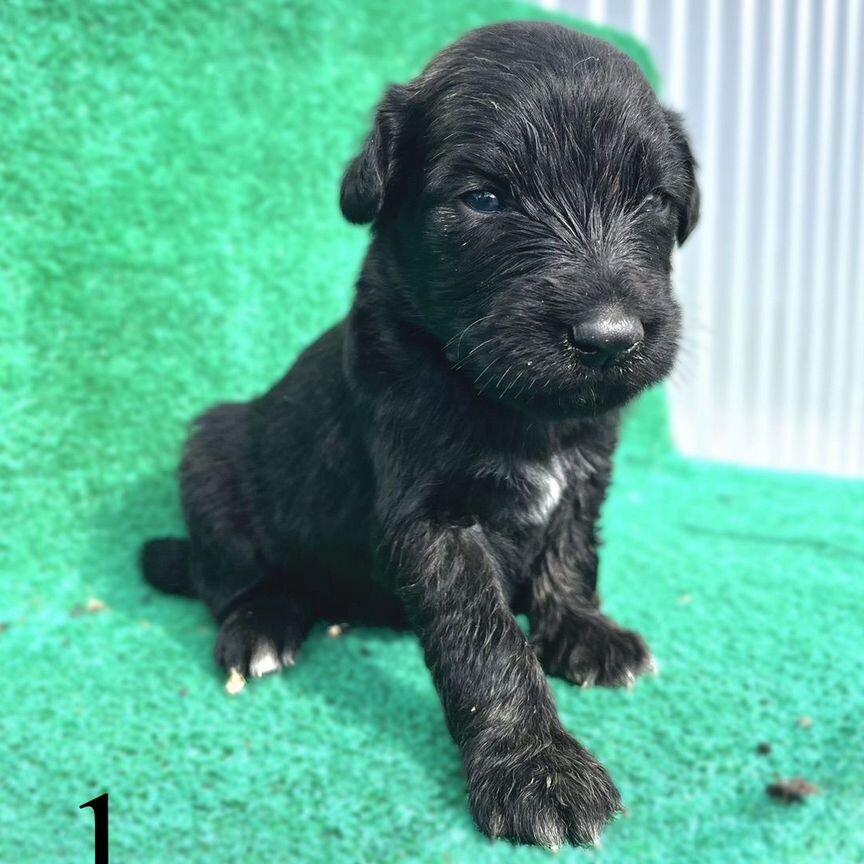 Щенки в добрые ручки мальчики красавчики