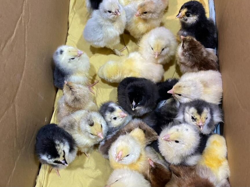 Цыплята суточные