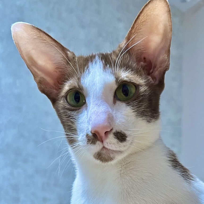 Шикарная пара ориков