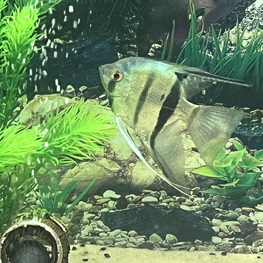 Аквариумные рыбки