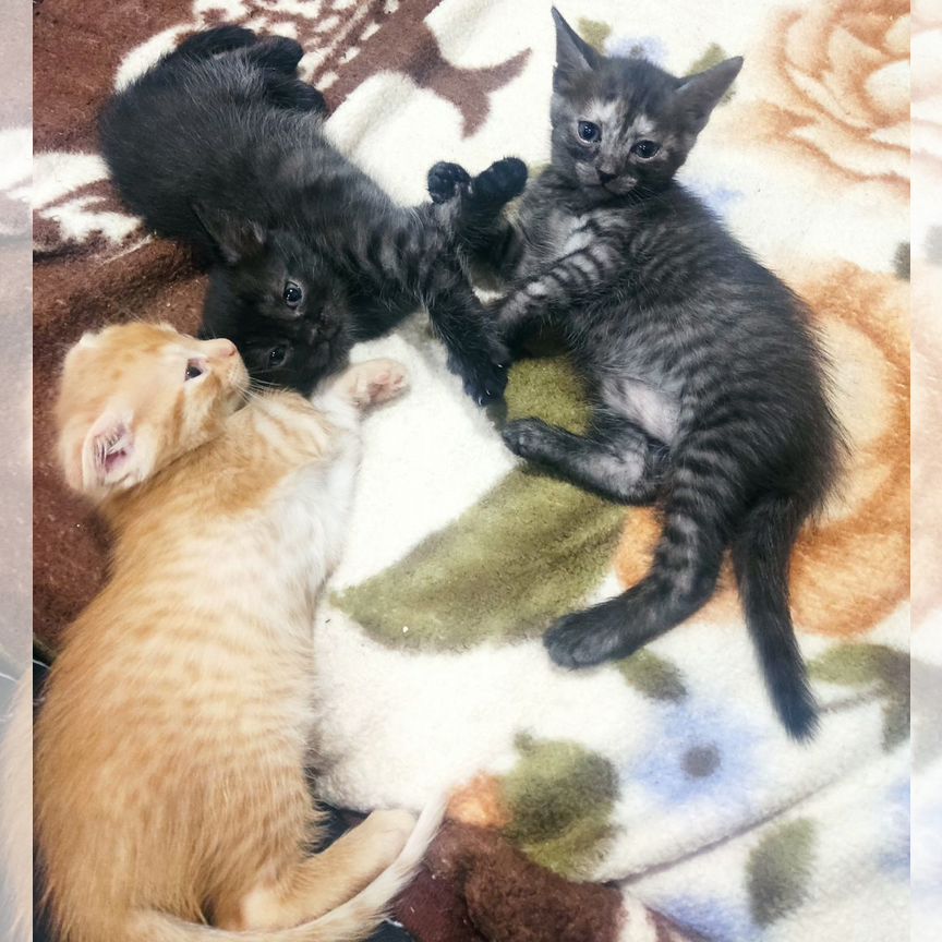Котята в добрые руки