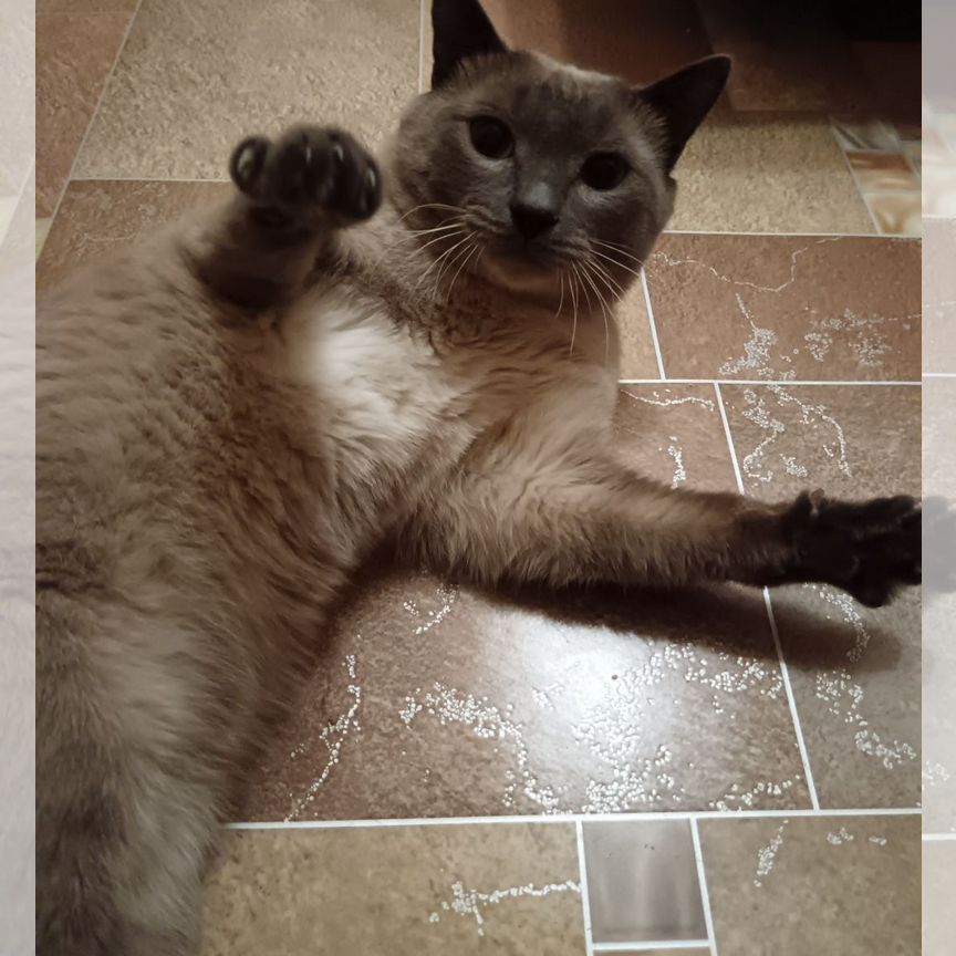 Сиамский кот, взрослый