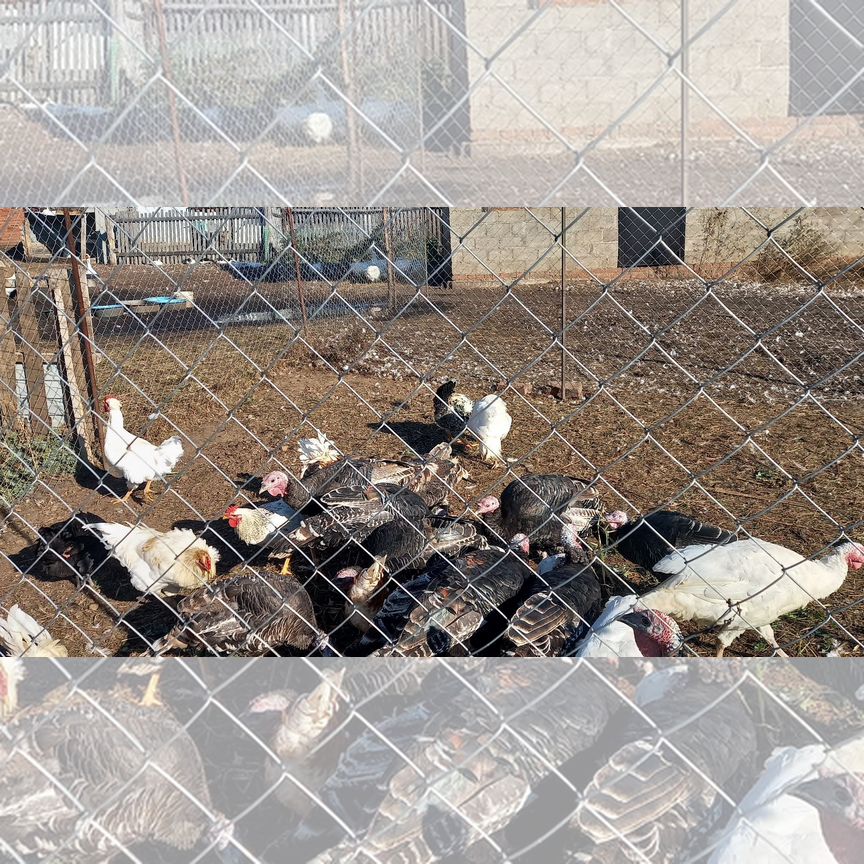 Индюшки и петушки