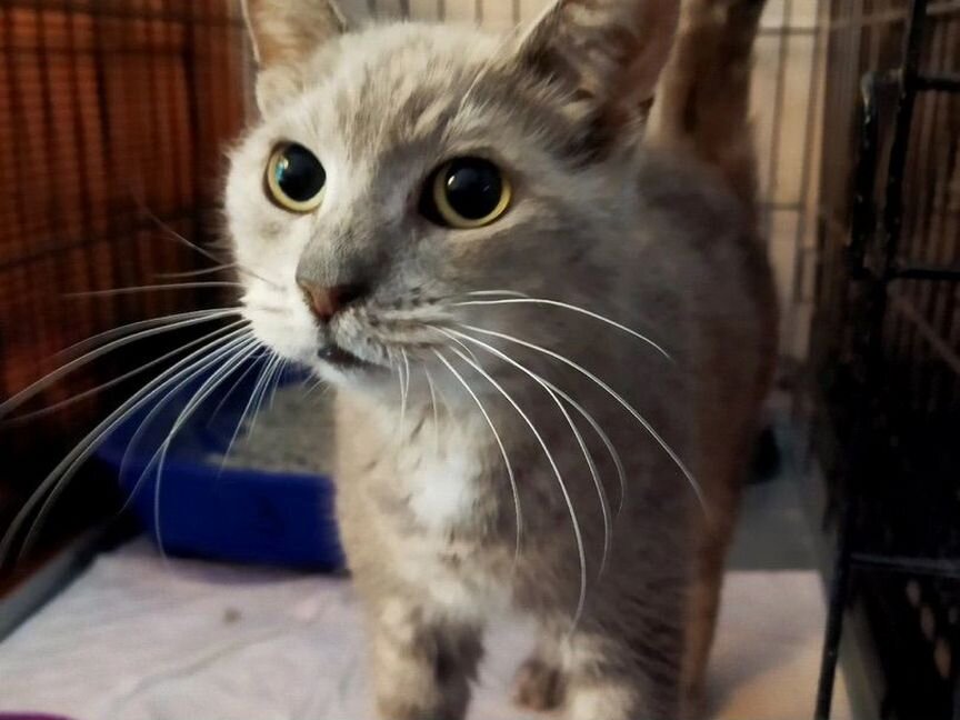 Ласковый котик ждет семью