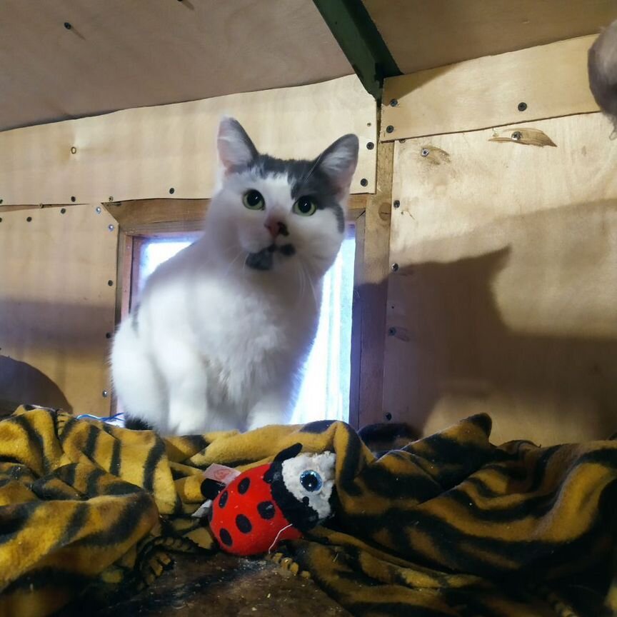 Котик