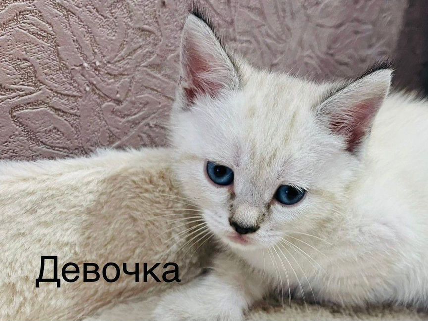 Кошка
