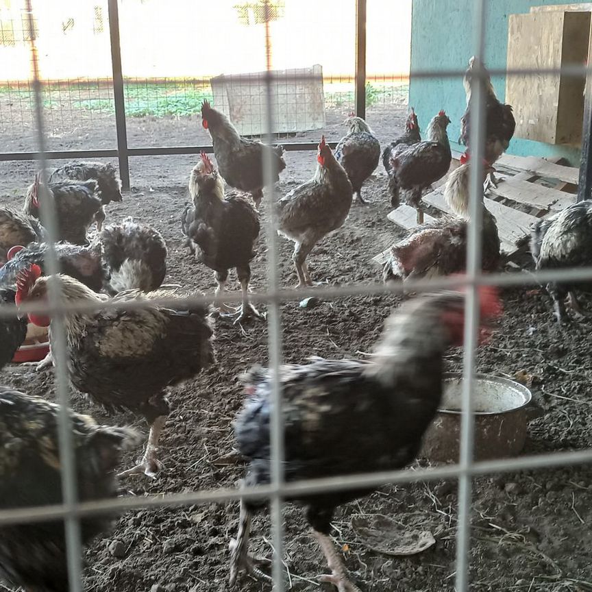 Петушки молодые 6 мес на племя