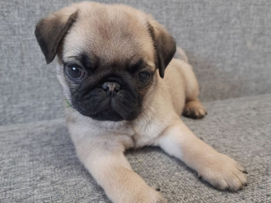 Щенки мопса