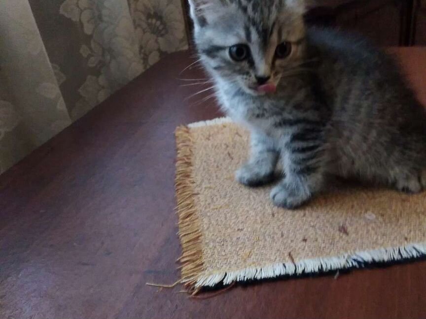 Котенок девочка