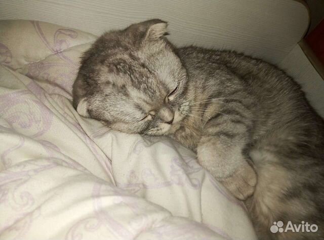 Кошка