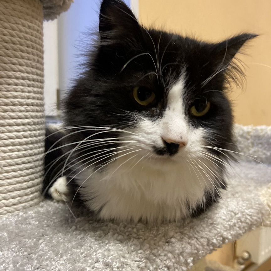 Кошки в добрые руки