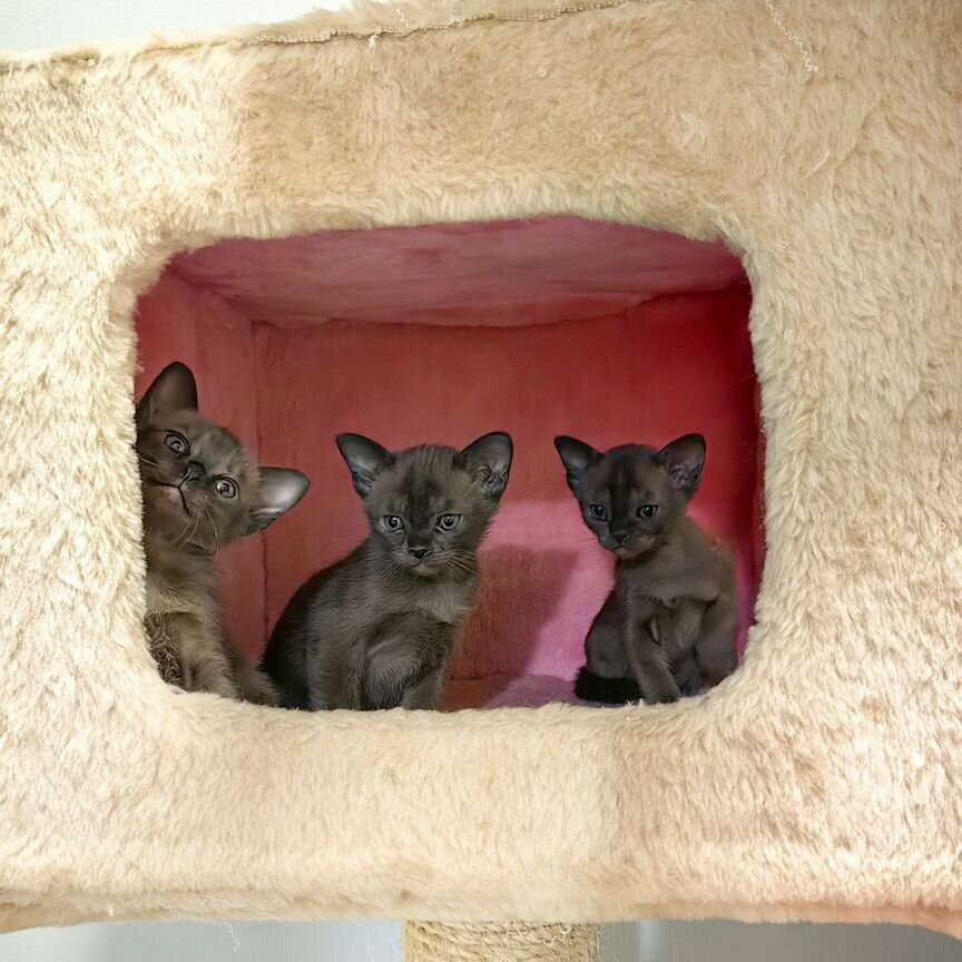 Бурманские котята