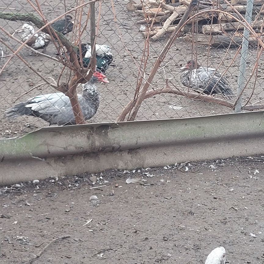 Шикарные ундоутки и у у таки для Племя