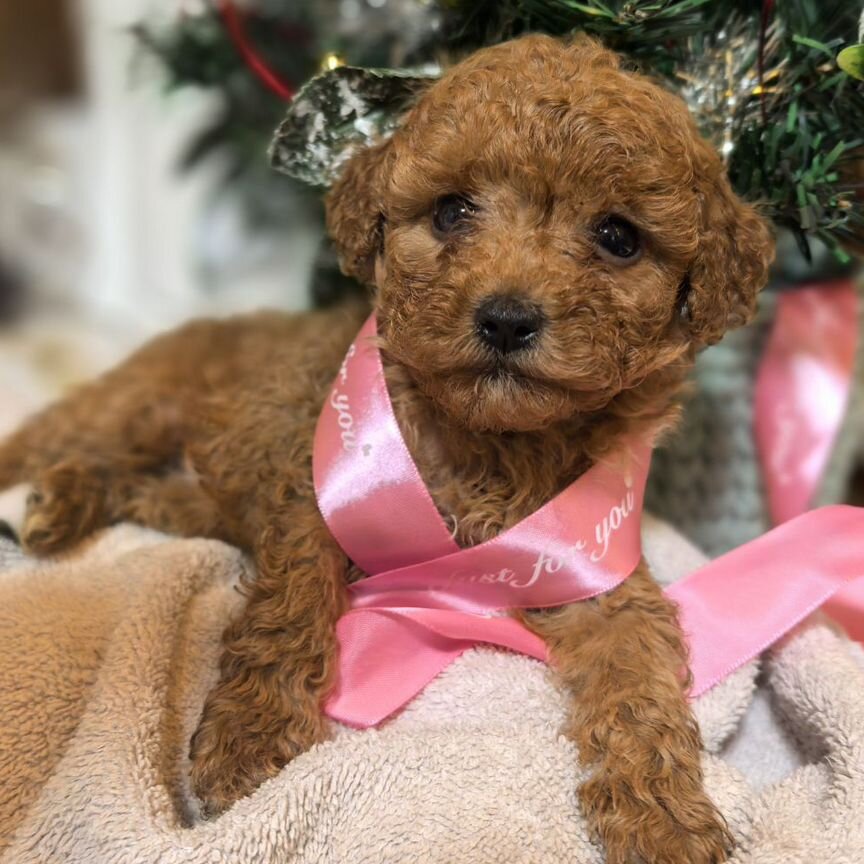 Той-пудель мини девочка