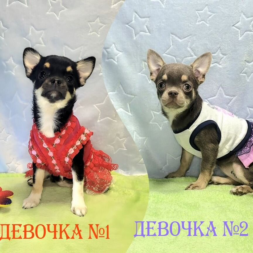 Чихуахуа-щенки-Девочки и Мальчики