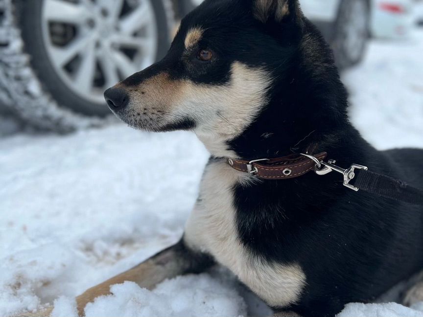 Особенный пес в поисках дома