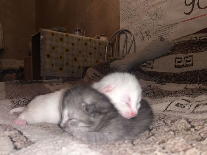 Котята в добрые руки бесплатно