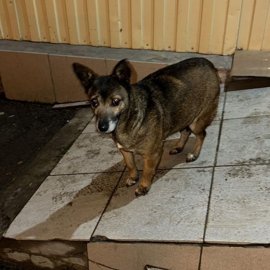 Собаки потеряшки