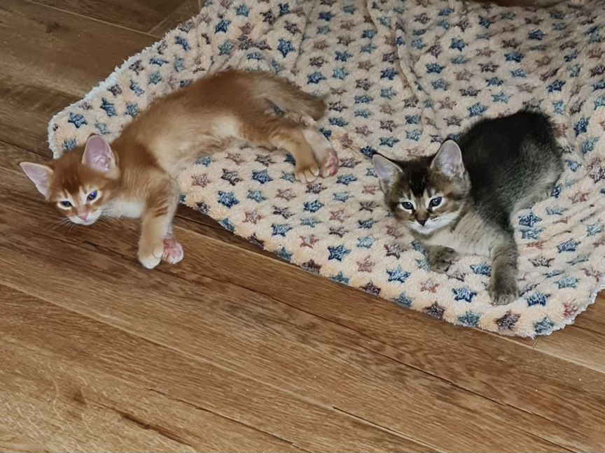 Котята