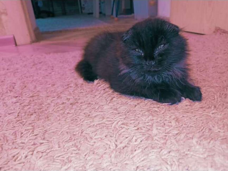 Котята в добрые руки бесплатно